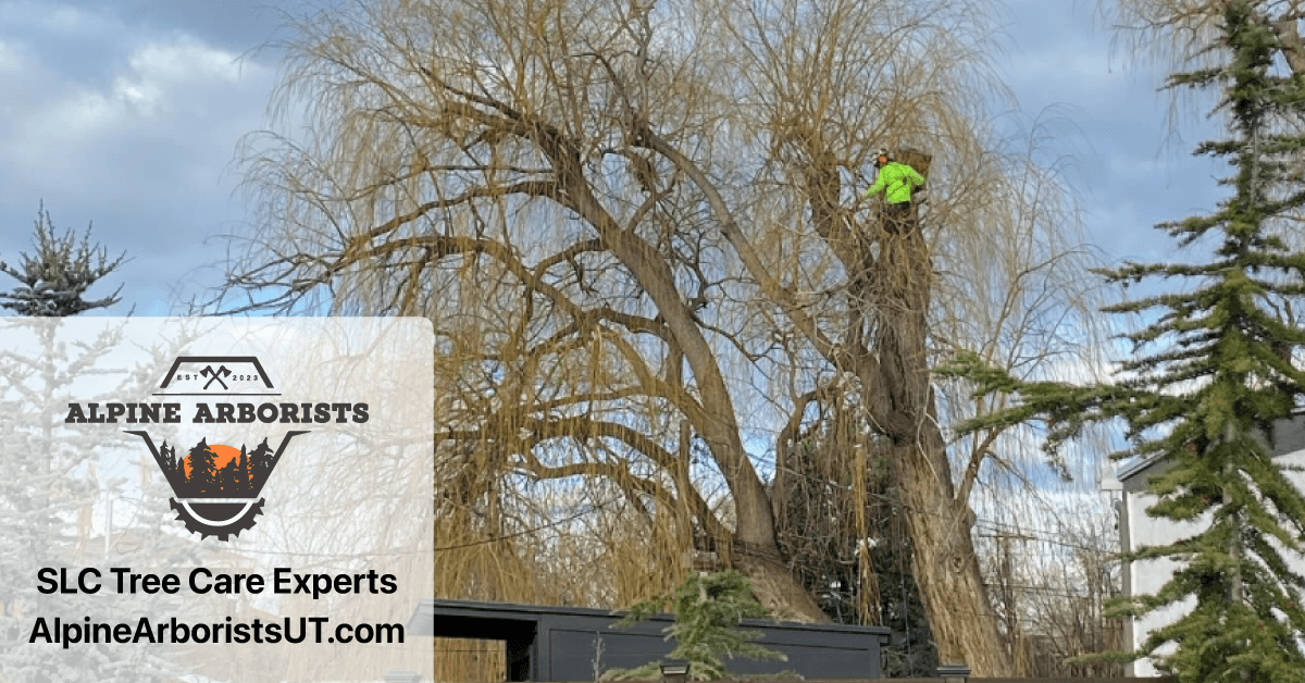 Home - Alpine Arborists | Tree Care in SLC