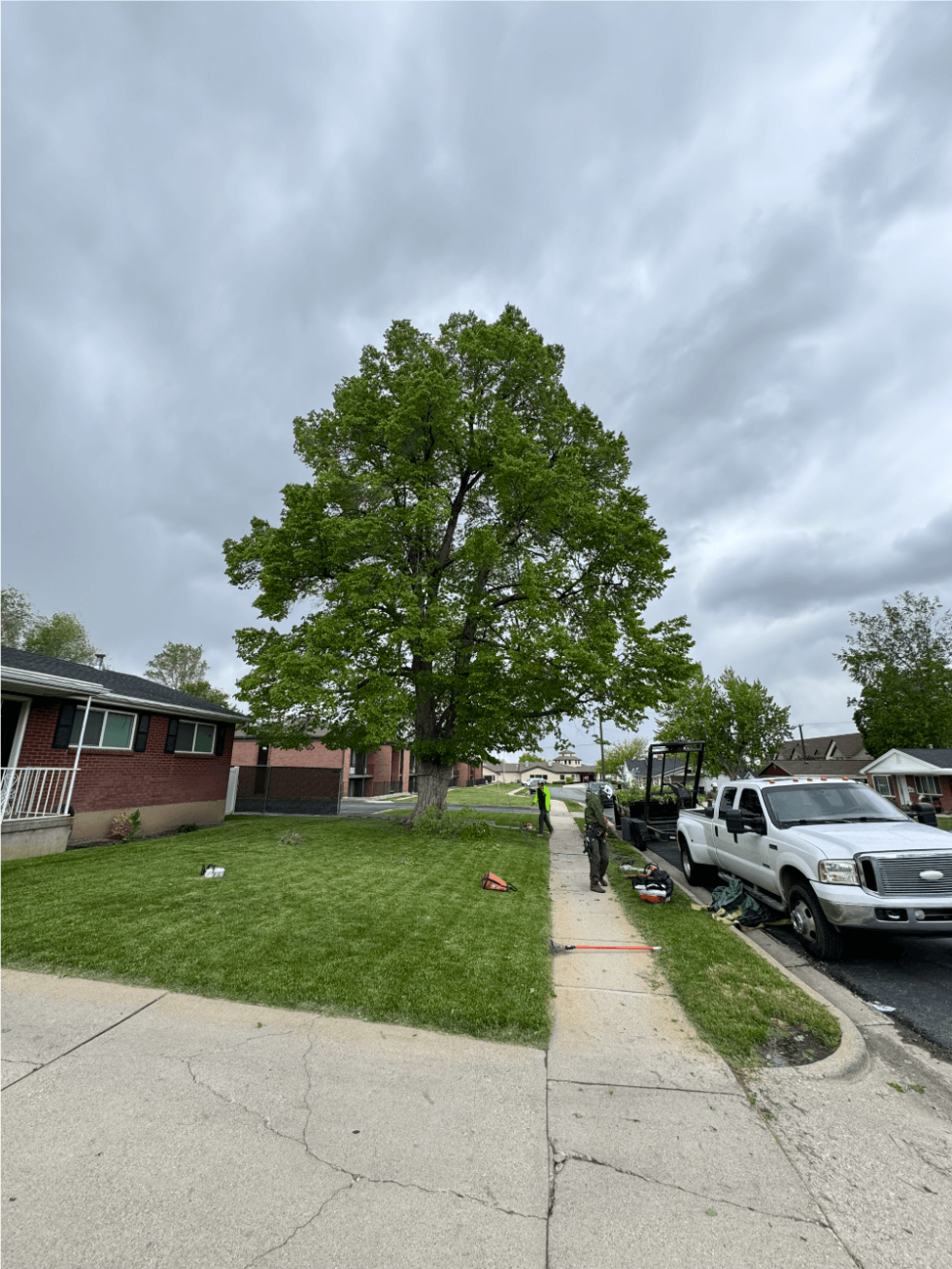 Tree Trimming & Removal - Alpine Arborists | Tree Care in SLC