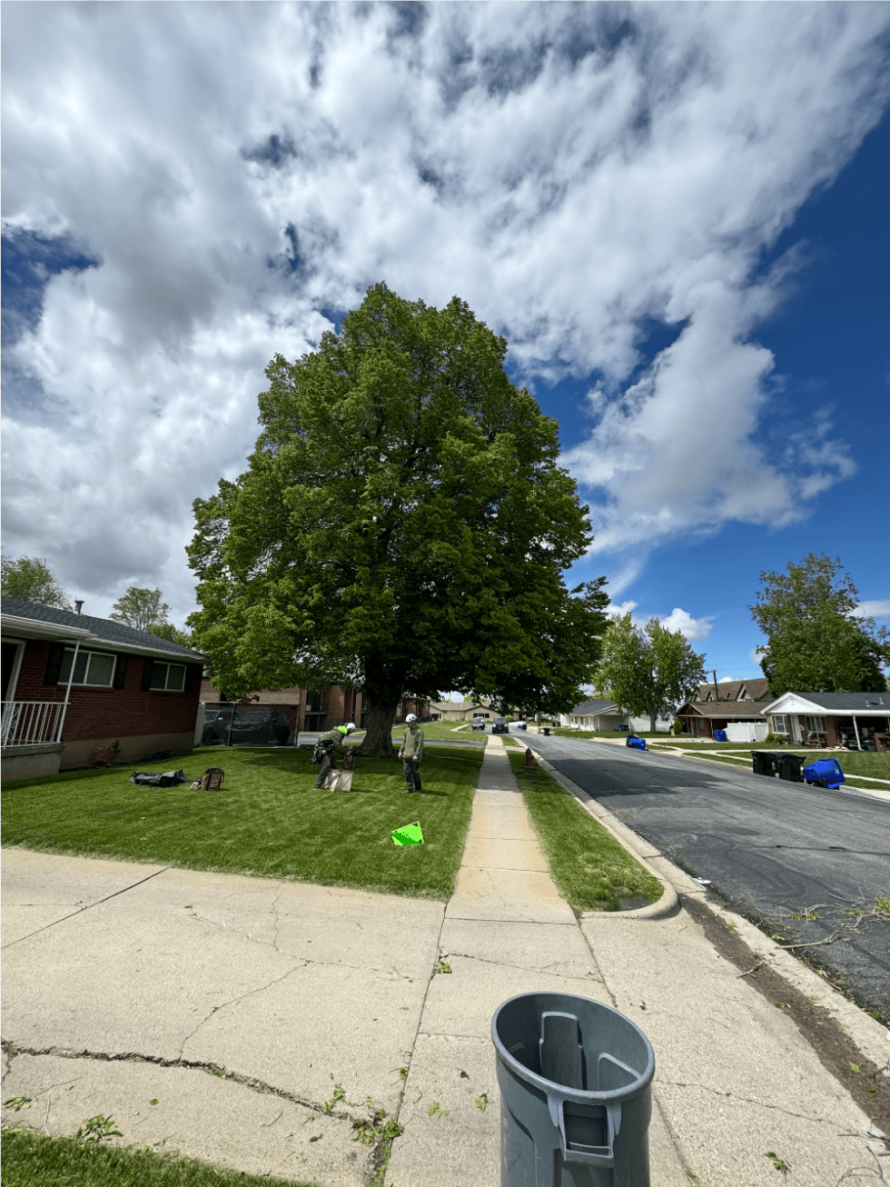 Tree Trimming & Removal - Alpine Arborists | Tree Care in SLC